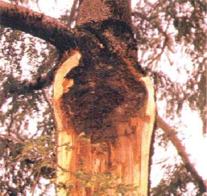 Heart Rot - Ability Trees