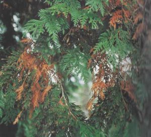 Needle Blight - Ability Trees